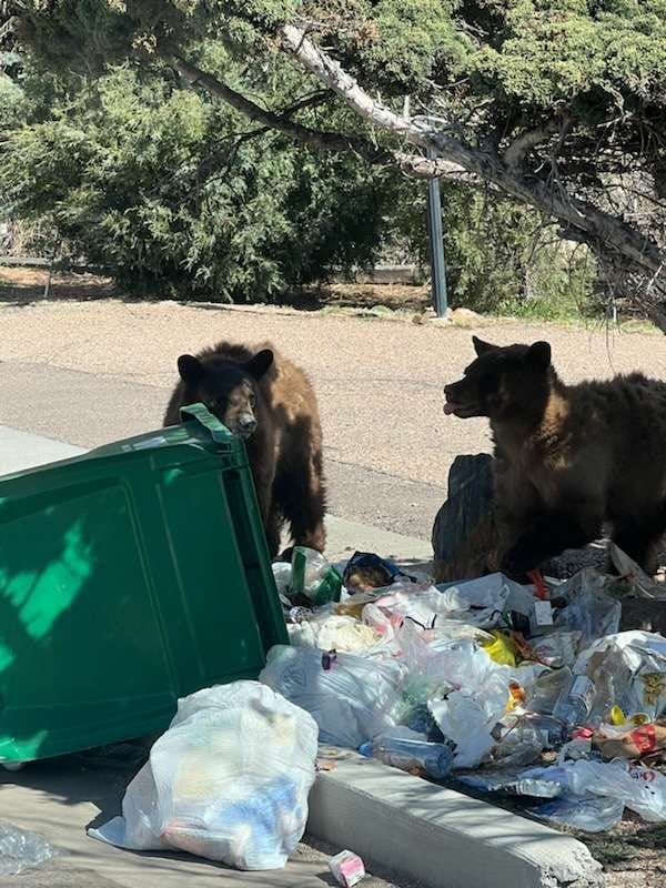 What Is A Bear Cart, and Do You Need One? » SOCO Waste